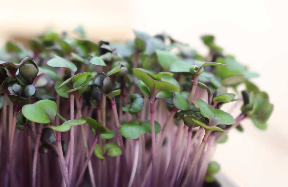 Micro-pousses - Swiss Vertical Farm